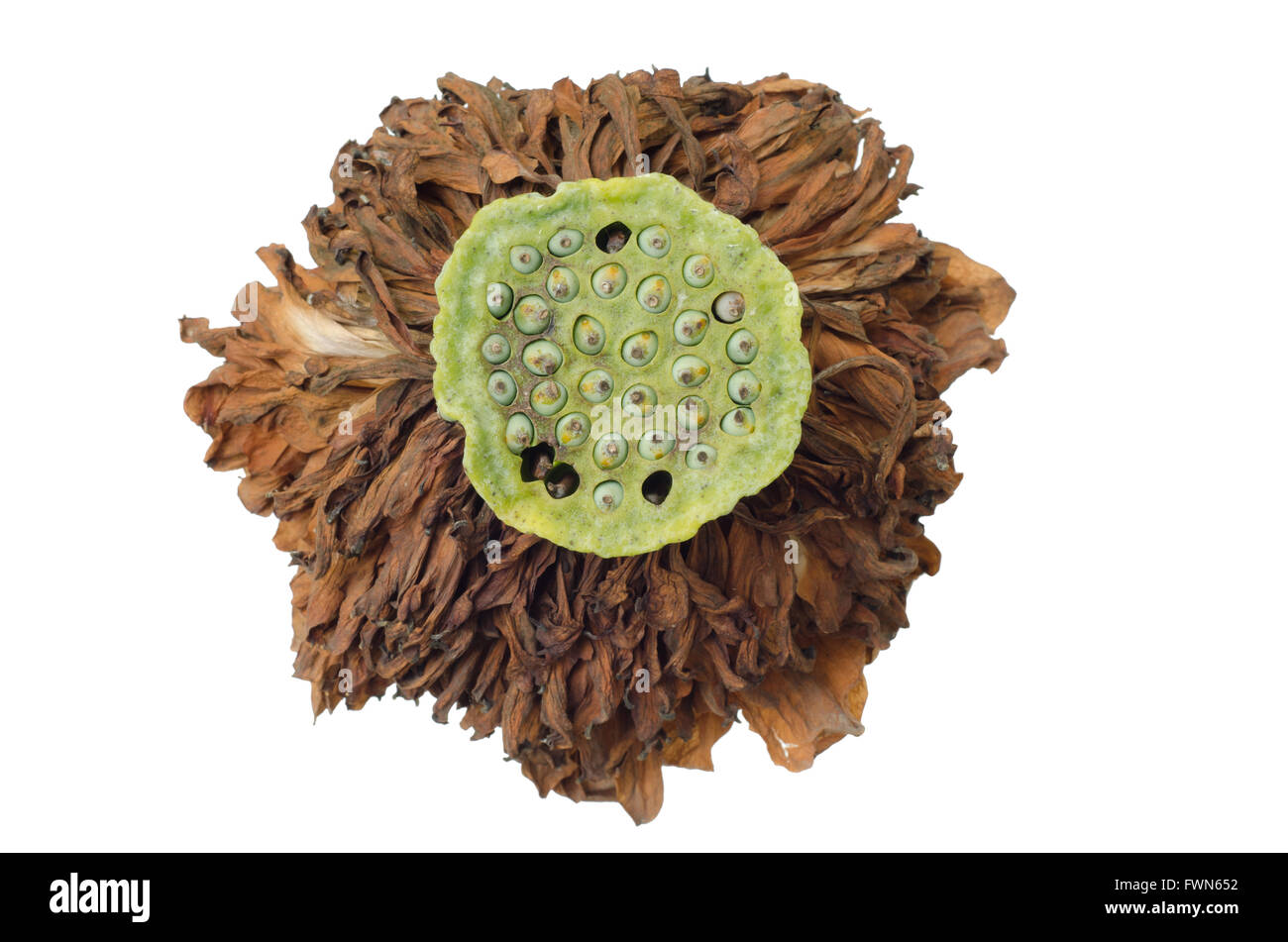 Old lotus pod isolated on white background Stock Photo - Alamy