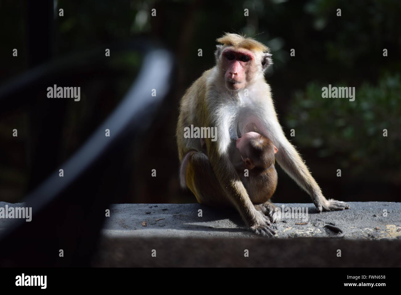 Monkey Carrying it's baby Stock Photo - Alamy