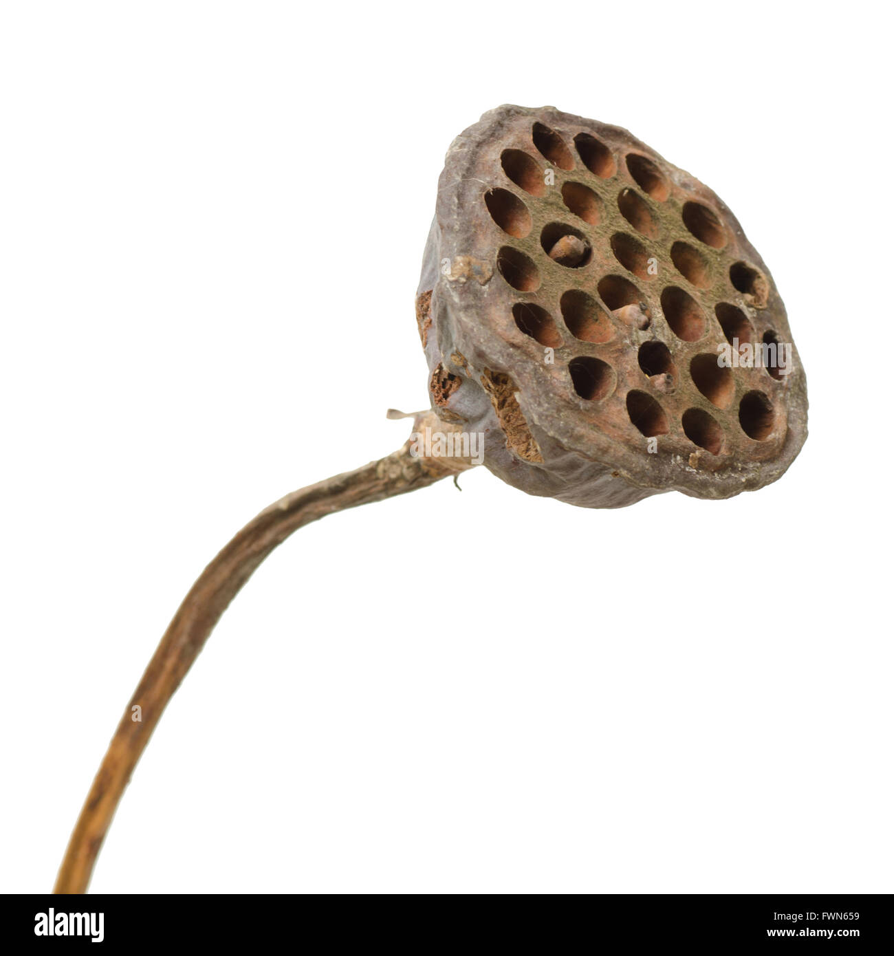 Old lotus pod isolated on white background Stock Photo - Alamy