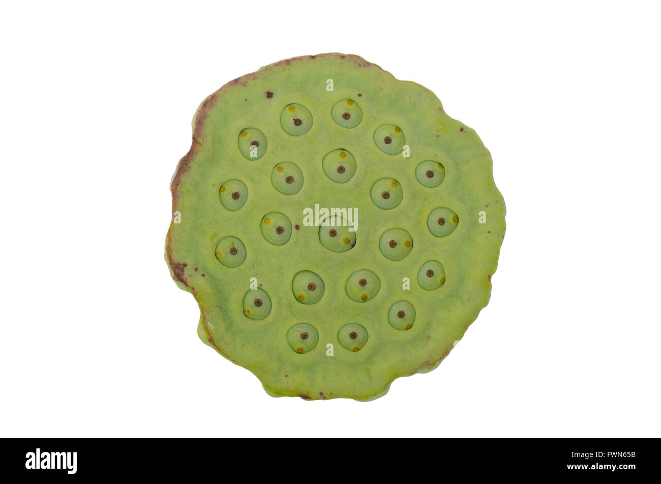 Lotus pod hi-res stock photography and images - Alamy
