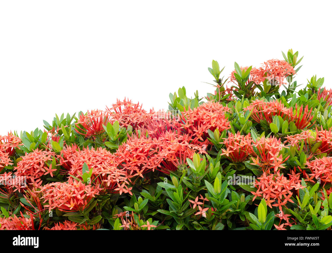 Ixora flower isolated on white background Stock Photo - Alamy