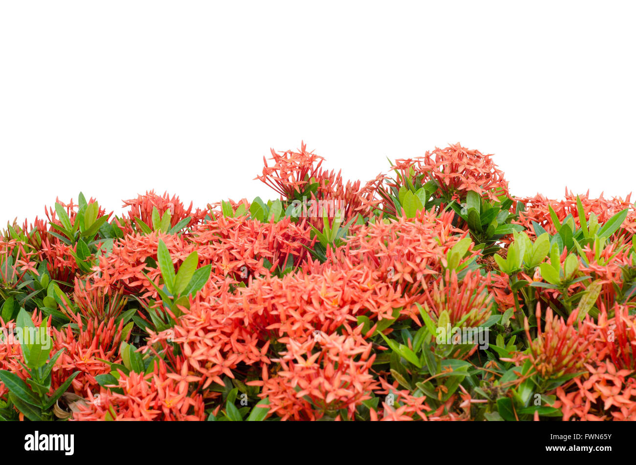 Ixora flower isolated on white background Stock Photo - Alamy