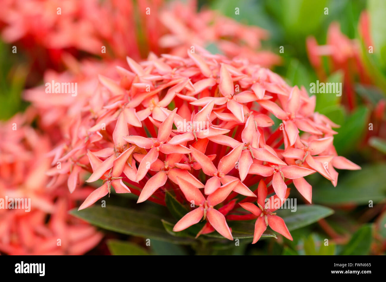 Ixora tropical flower hi-res stock photography and images - Alamy