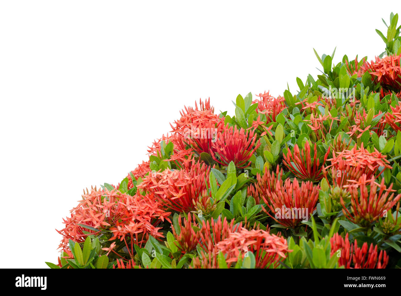 Ixora flower isolated on white background Stock Photo - Alamy