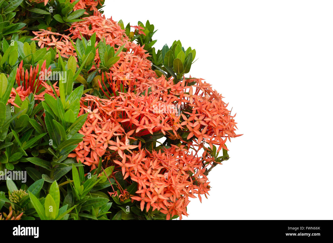 Ixora flower isolated on white background Stock Photo - Alamy