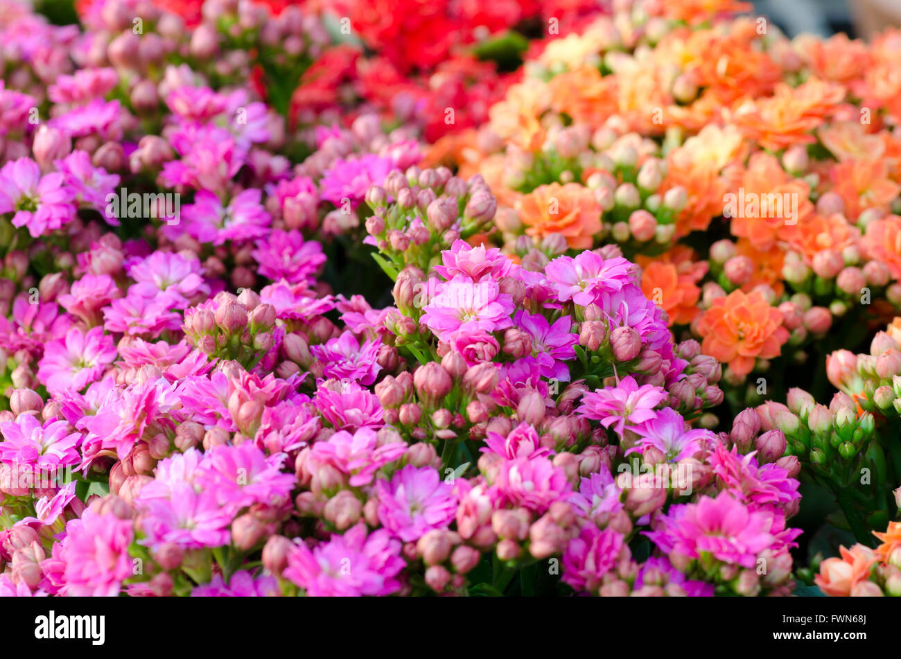 Flaming Katy flower Stock Photo - Alamy