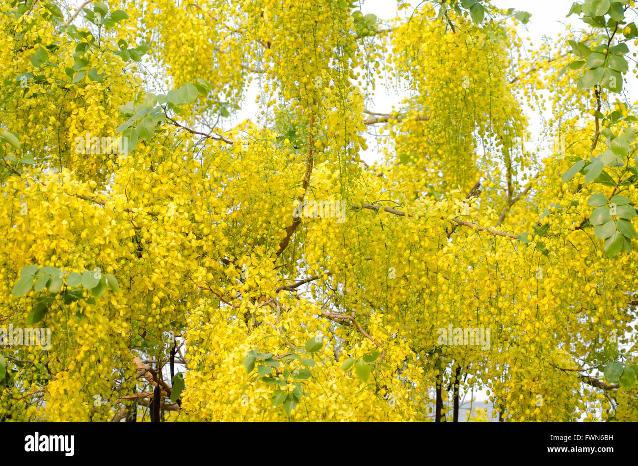 Cassia Fistula High Resolution Stock Photography and Images - Alamy