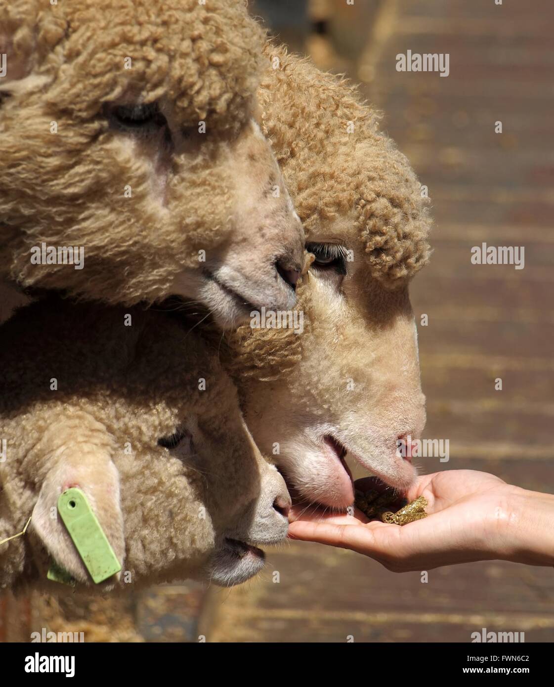 Sheep pellets hi-res stock photography and images - Alamy