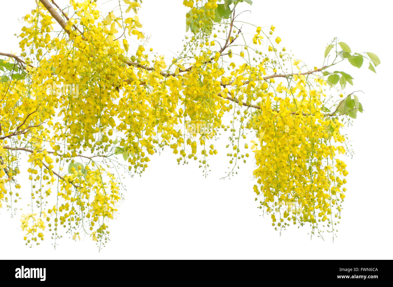 Cassia fistula flower isolated on white background Stock Photo - Alamy