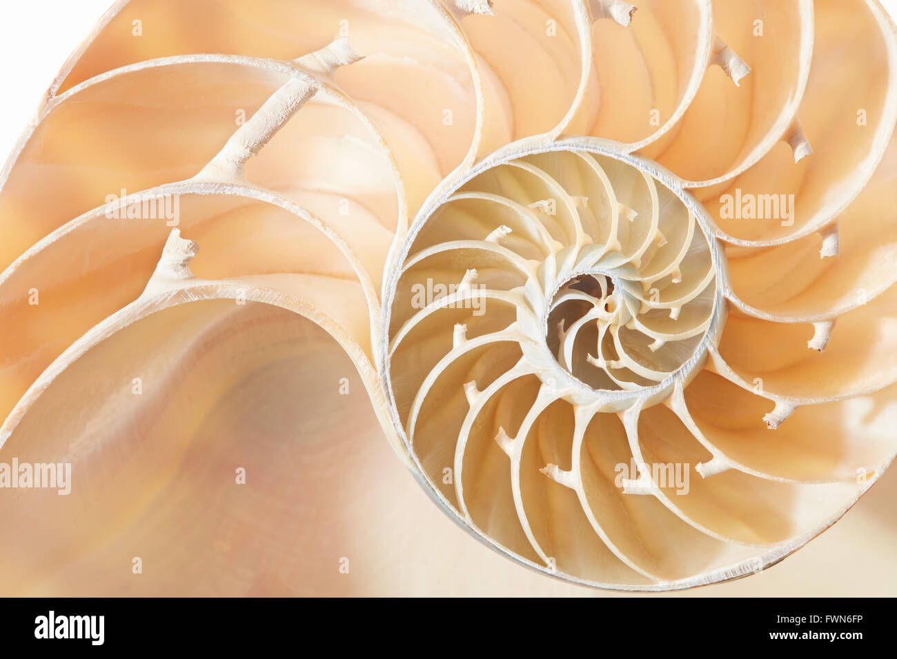 Nautilus shell section pattern background Stock Photo - Alamy