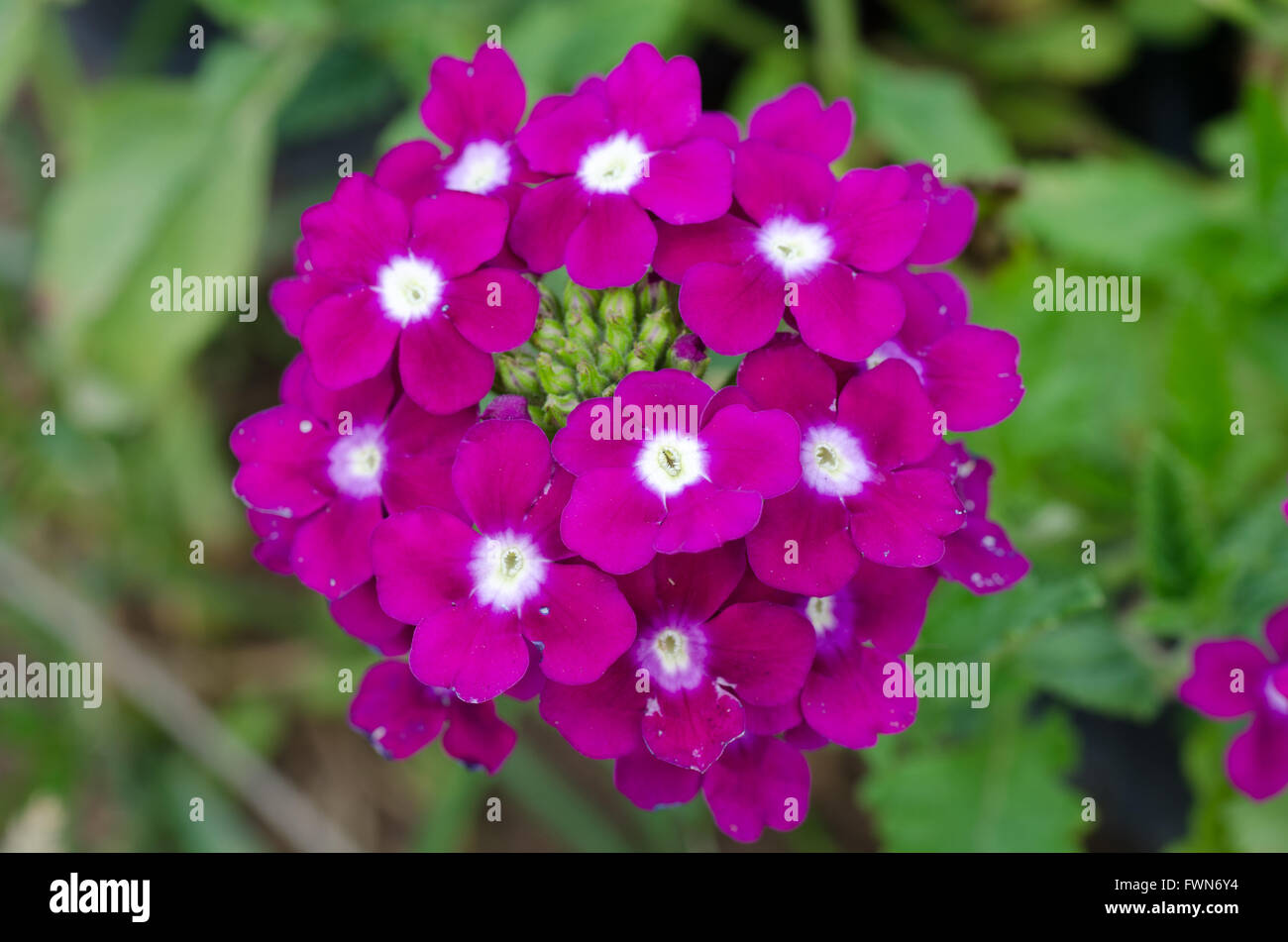 Verbenas hi-res stock photography and images - Alamy