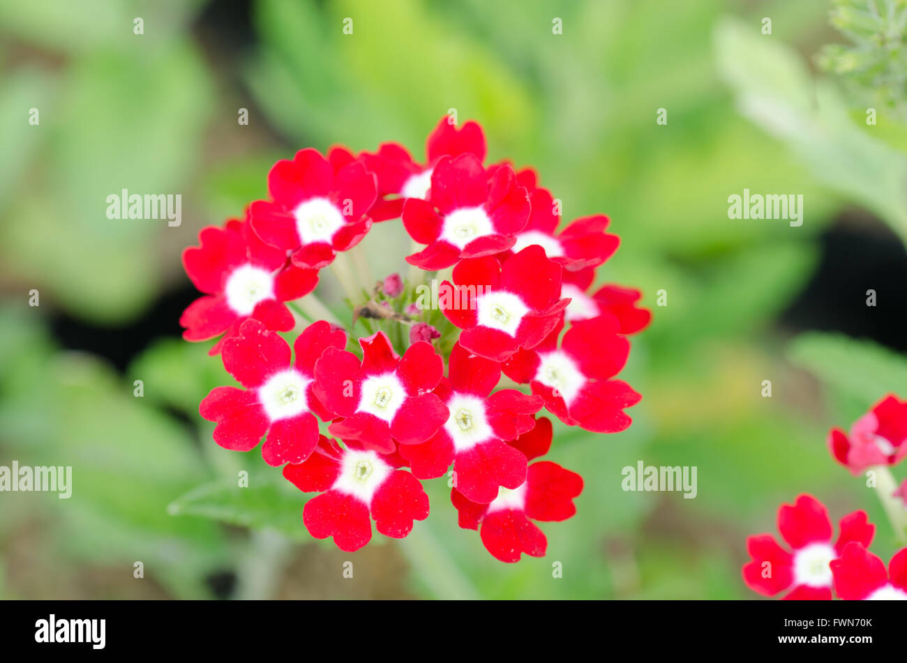 Verbenas hi-res stock photography and images - Alamy