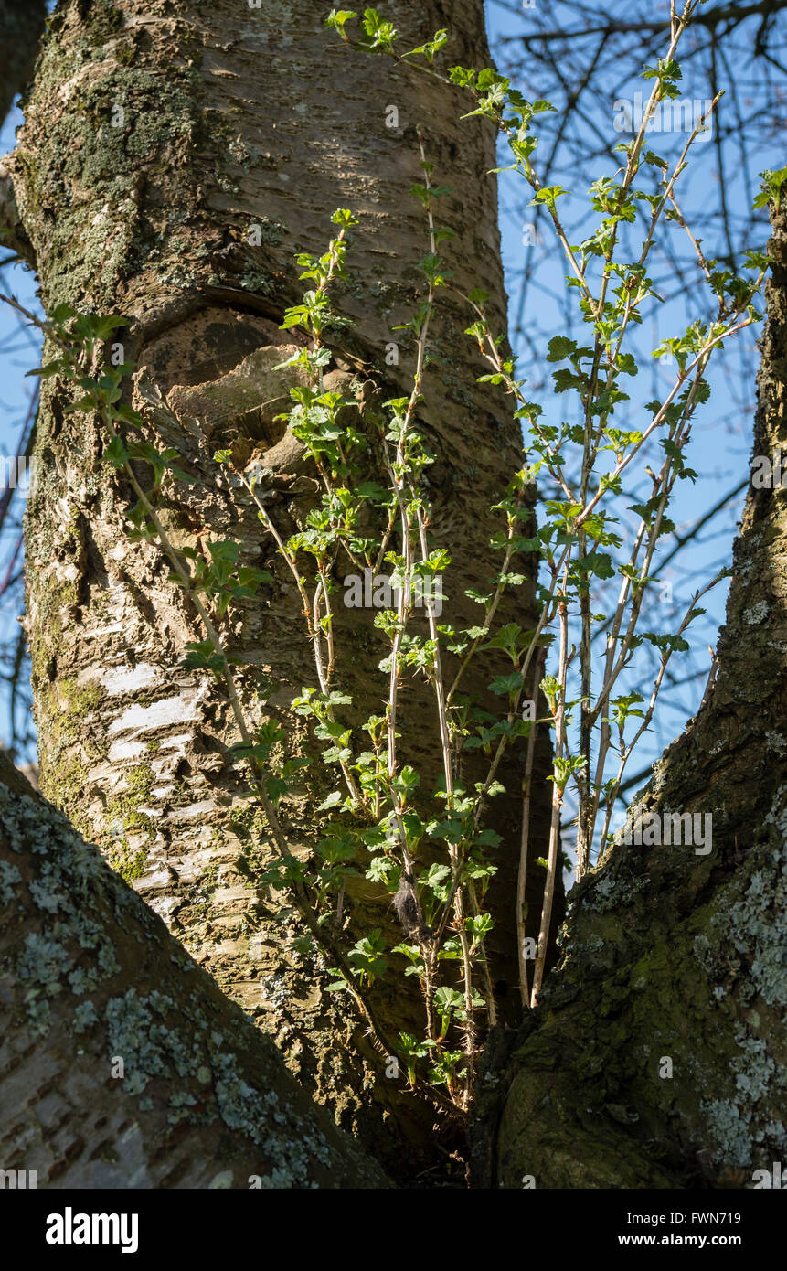 Crevice garden hi-res stock photography and images - Alamy