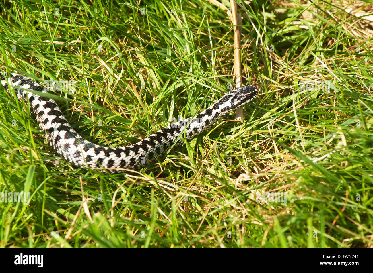 Adder Snake,Vipera Berus, Surrey; England Stock Photo - Alamy