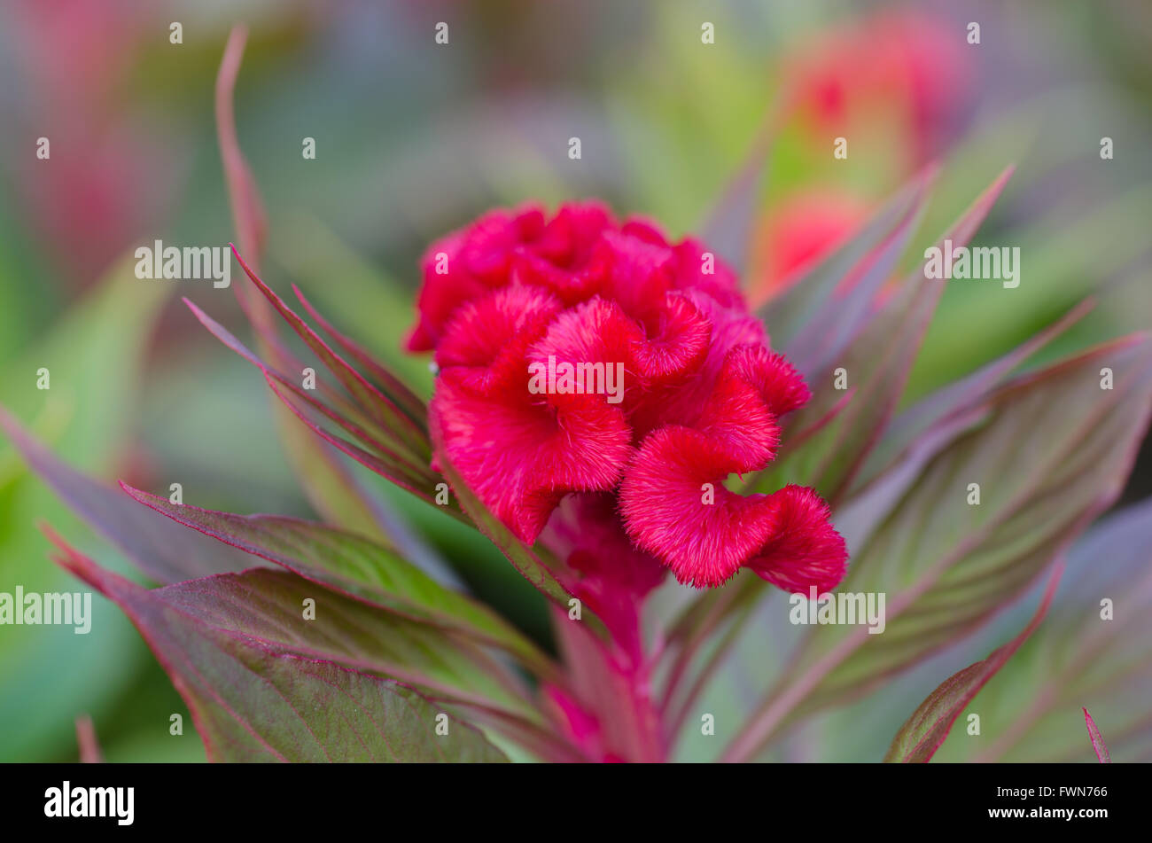 Green cockscomb hi-res stock photography and images - Alamy