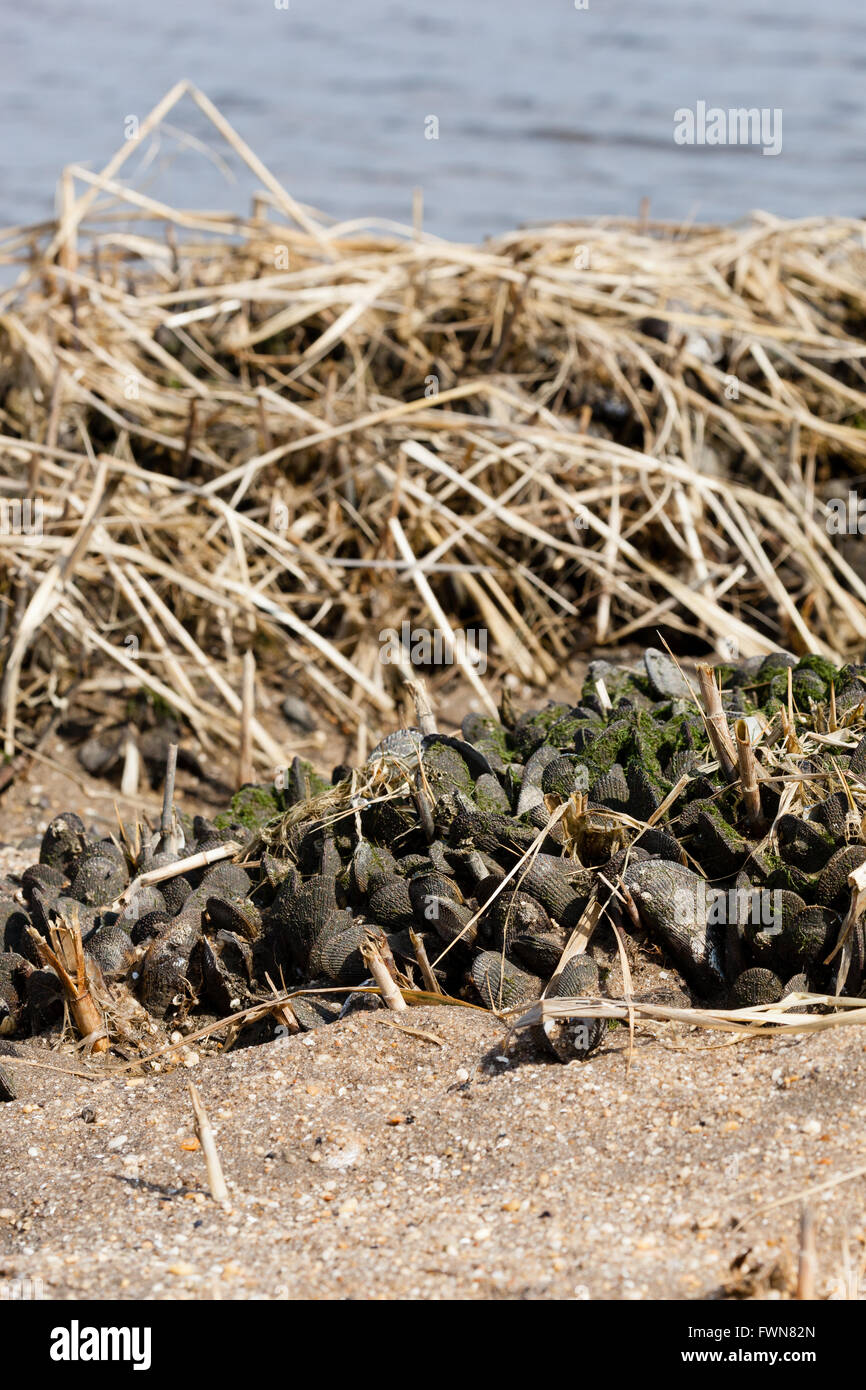 Blue Mussels are clumped together in mussel beds in the Sandy Hook Bay ...