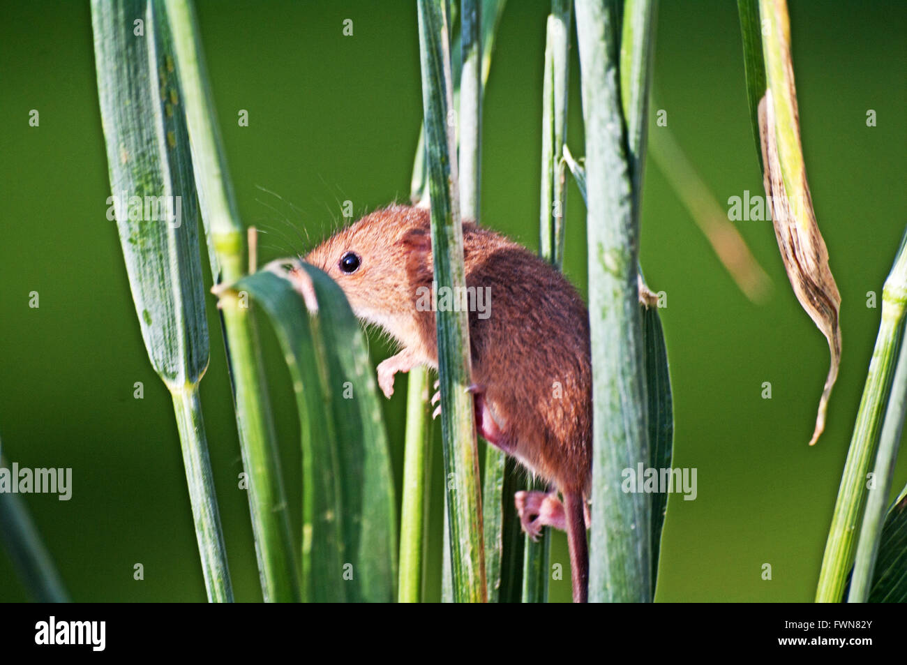 Harvest Mice Micromys Minutus Stock Photo - Alamy