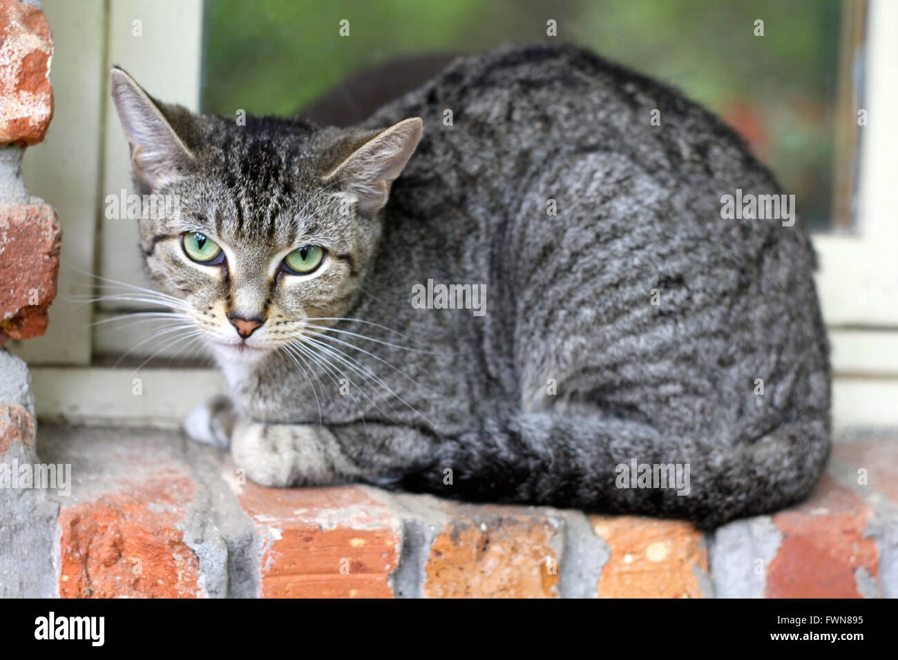 Cat on the ledge Stock Photo - Alamy