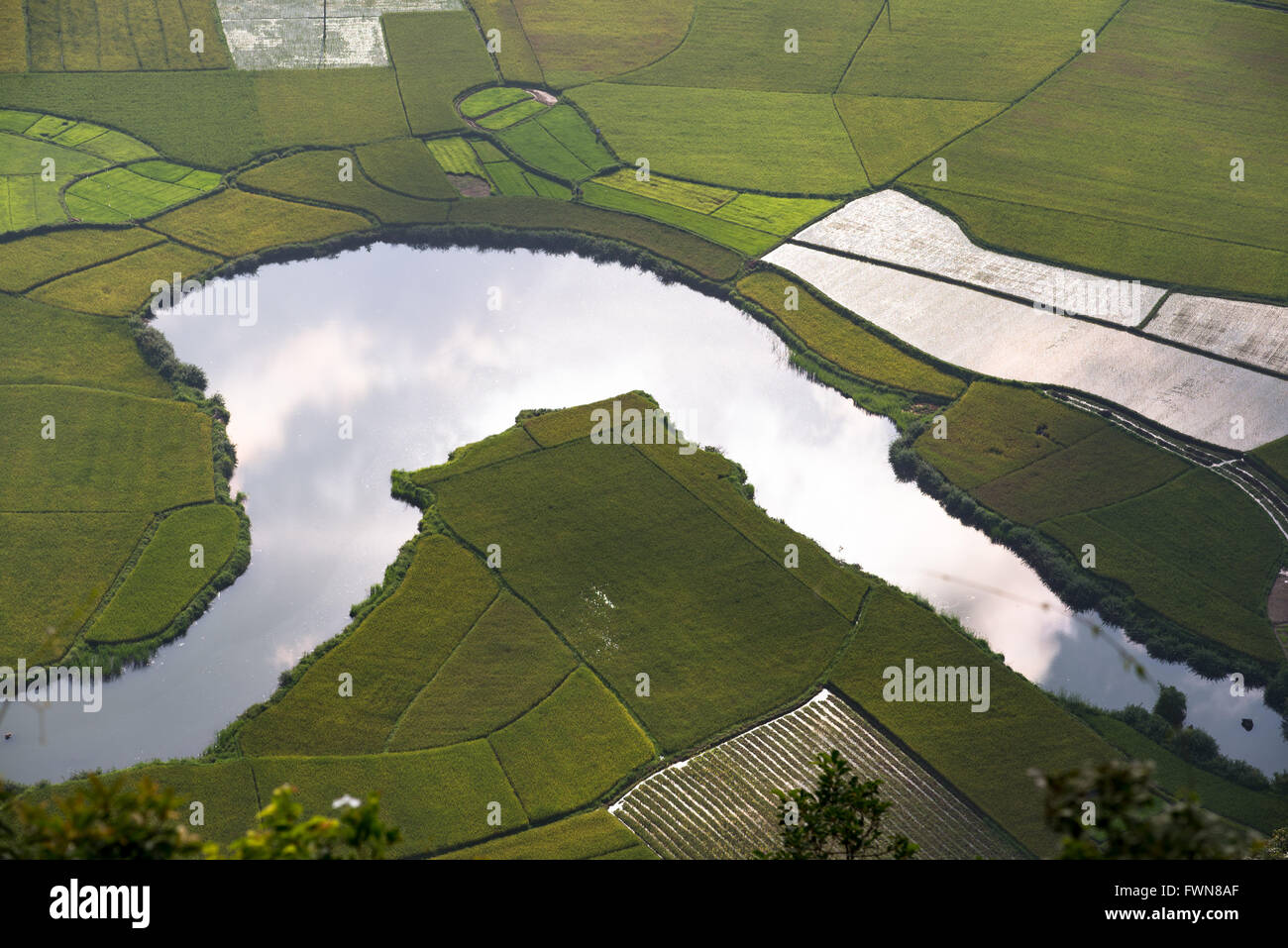 Aerial view over the creek running through the green plantation in ...