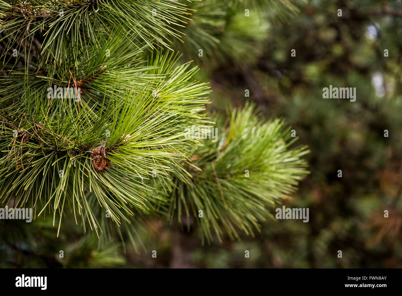 Fir in spring hi-res stock photography and images - Alamy