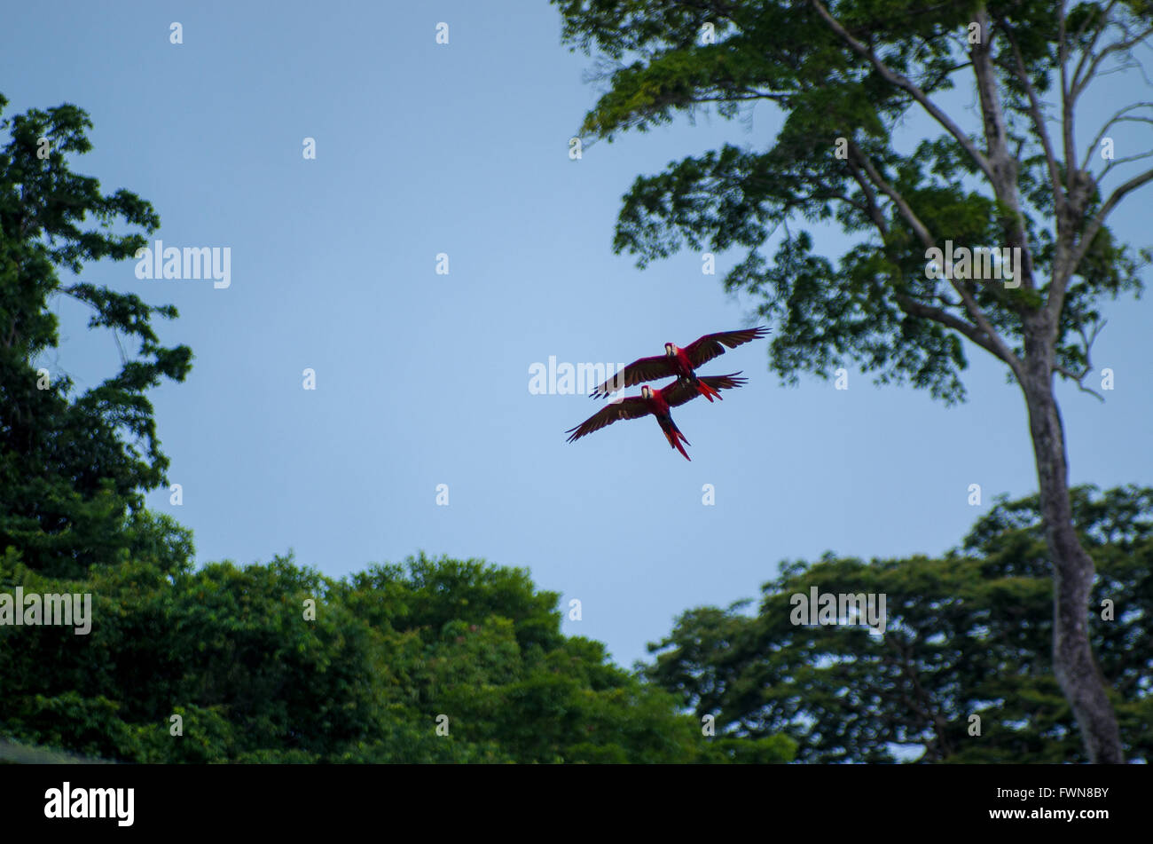 Birds flying jungle hi-res stock photography and images - Alamy