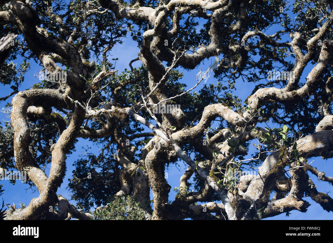 Cork screw tree Stock Photo - Alamy