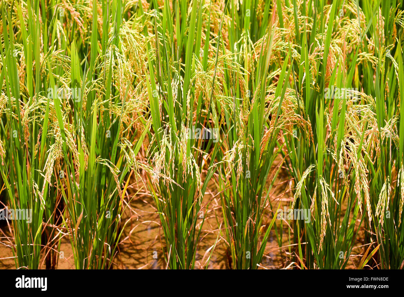 Golden paddy hi-res stock photography and images - Alamy