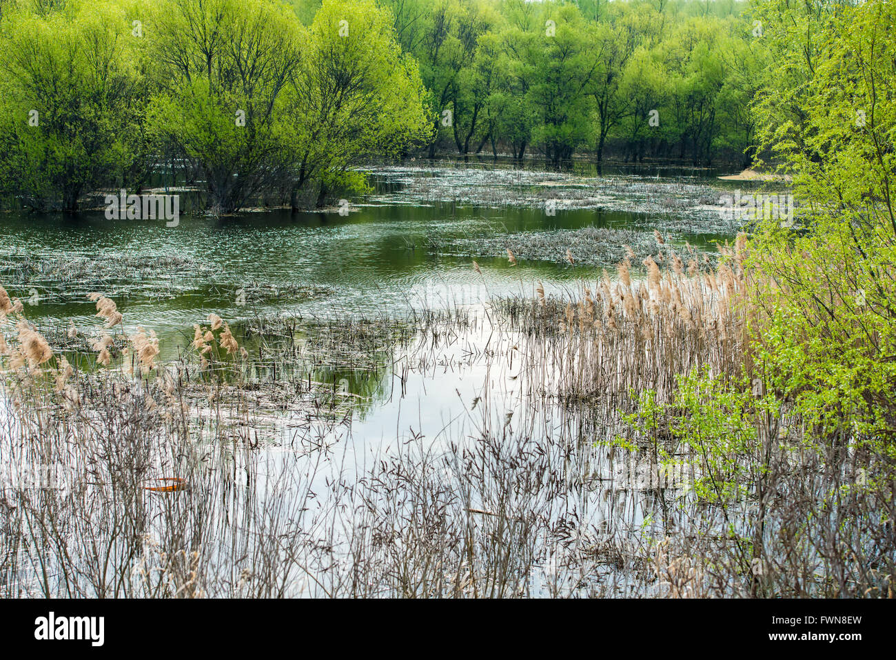 Spring view of lake with rush, trees and plants Stock Photo - Alamy