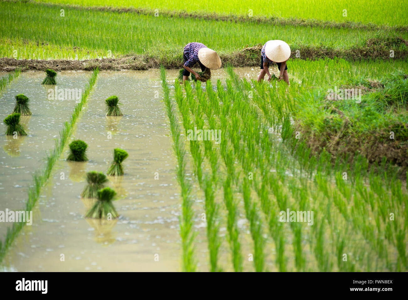 Transplanted rice hi-res stock photography and images - Alamy