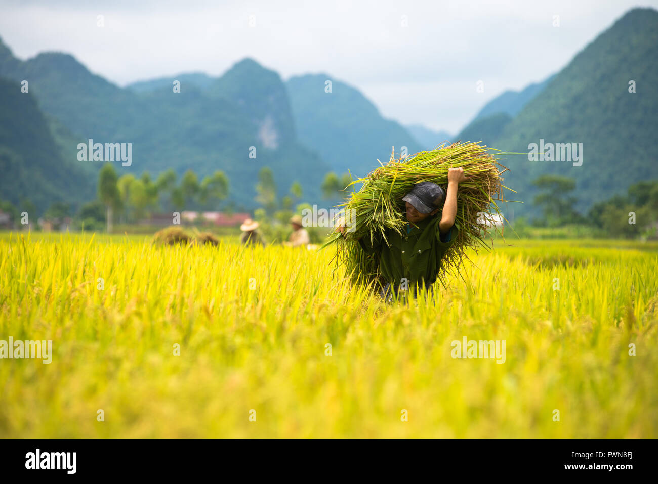 Rice sheaves hi-res stock photography and images - Alamy