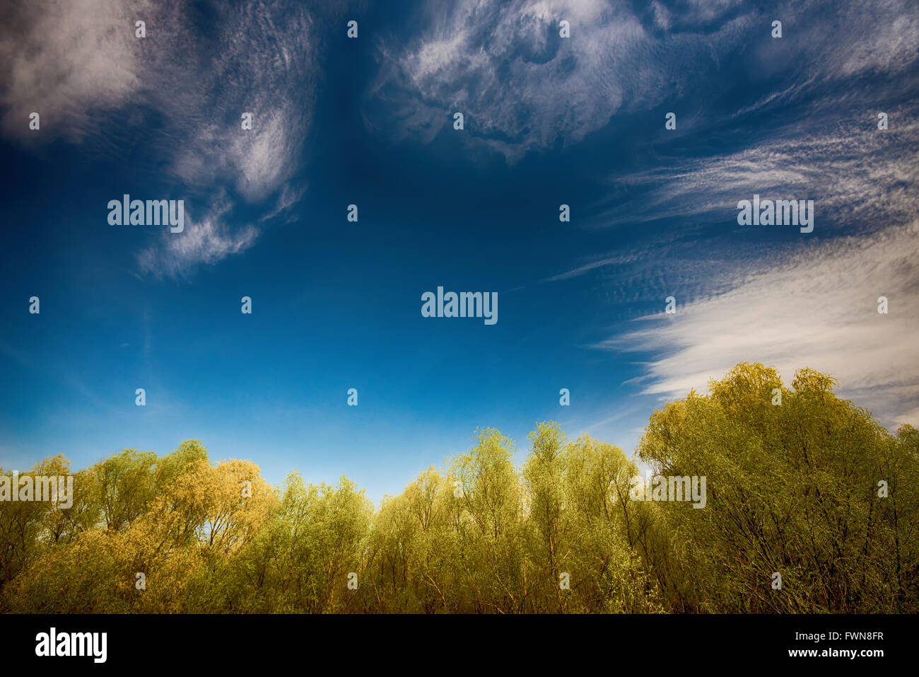Dramatic sky with trees hi-res stock photography and images - Alamy