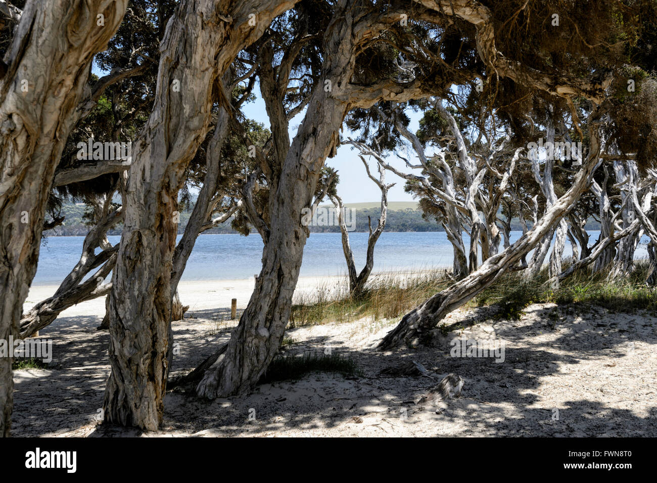Saltwater Paperbark (Melaleuca cuticularis), Nanarup, Western Australia ...