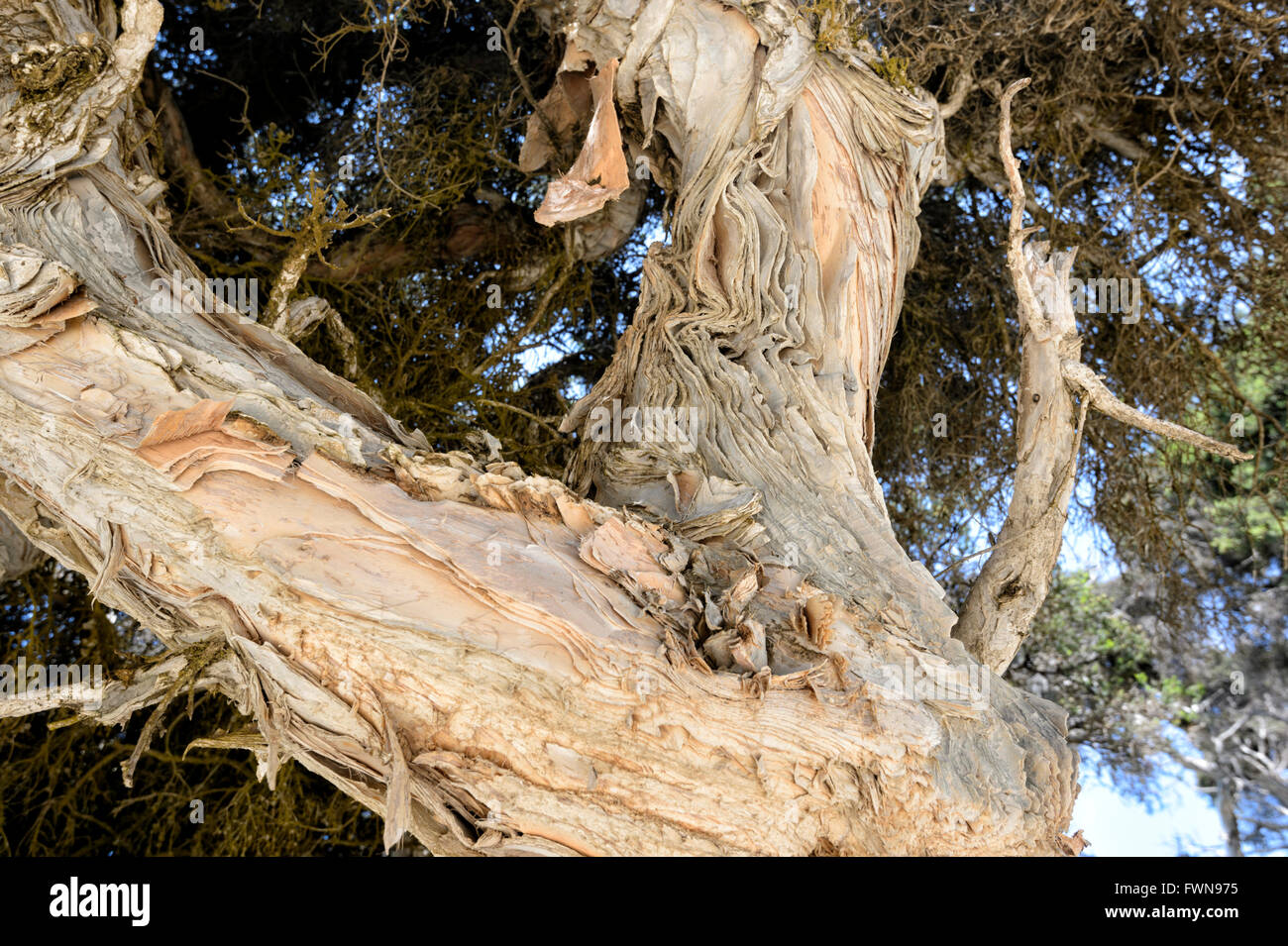Saltwater Paperbark (Melaleuca cuticularis), Nanarup, Western Australia ...