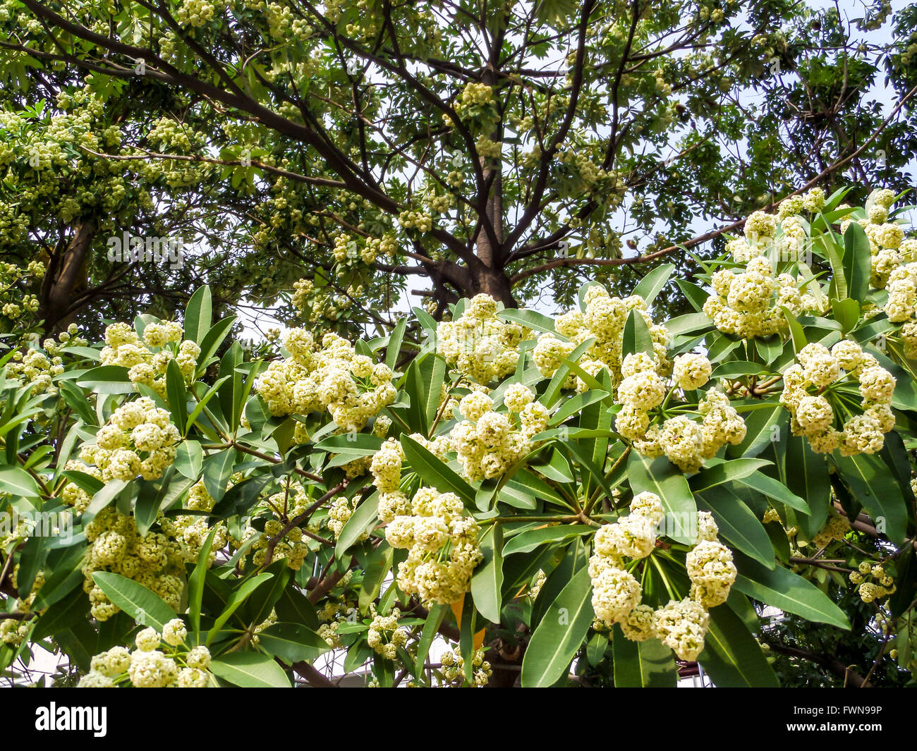 Cerbera Odollam High Resolution Stock Photography and Images - Alamy