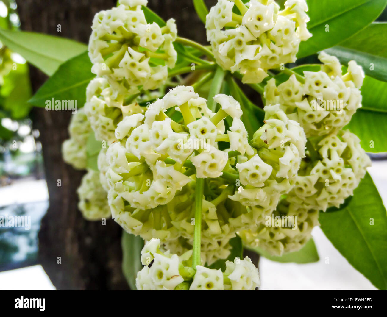 Suicide tree may refer to at least two different plant species: Cerbera ...