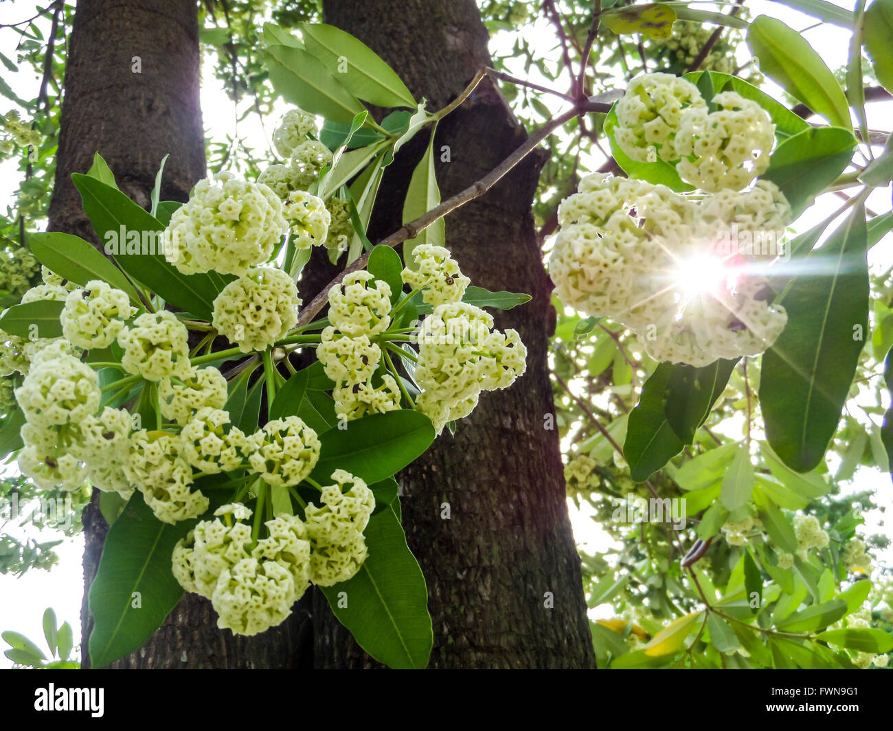 Suicide tree may refer to at least two different plant species: Cerbera ...