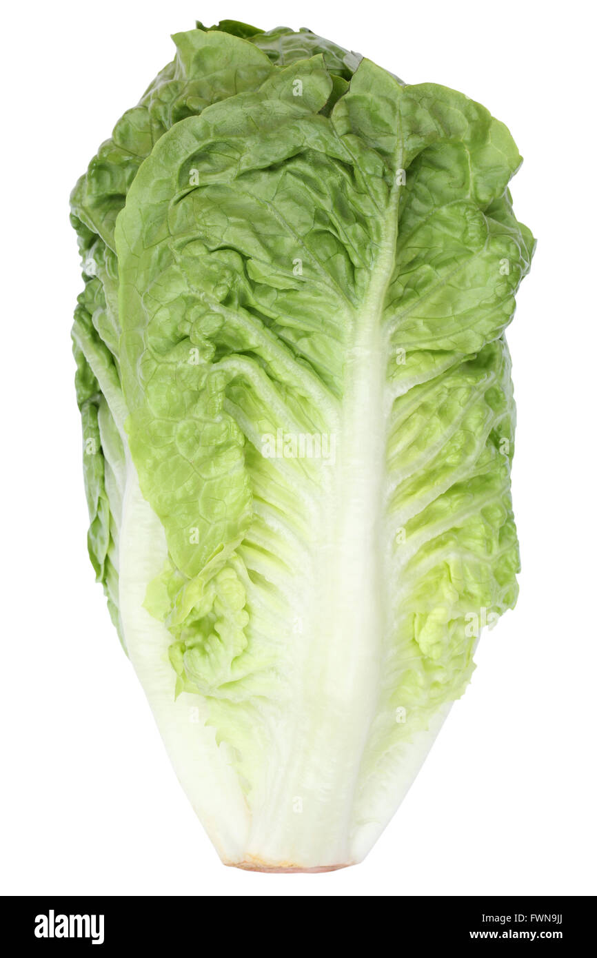 Romaine lettuce side view vegetable isolated on a white background ...