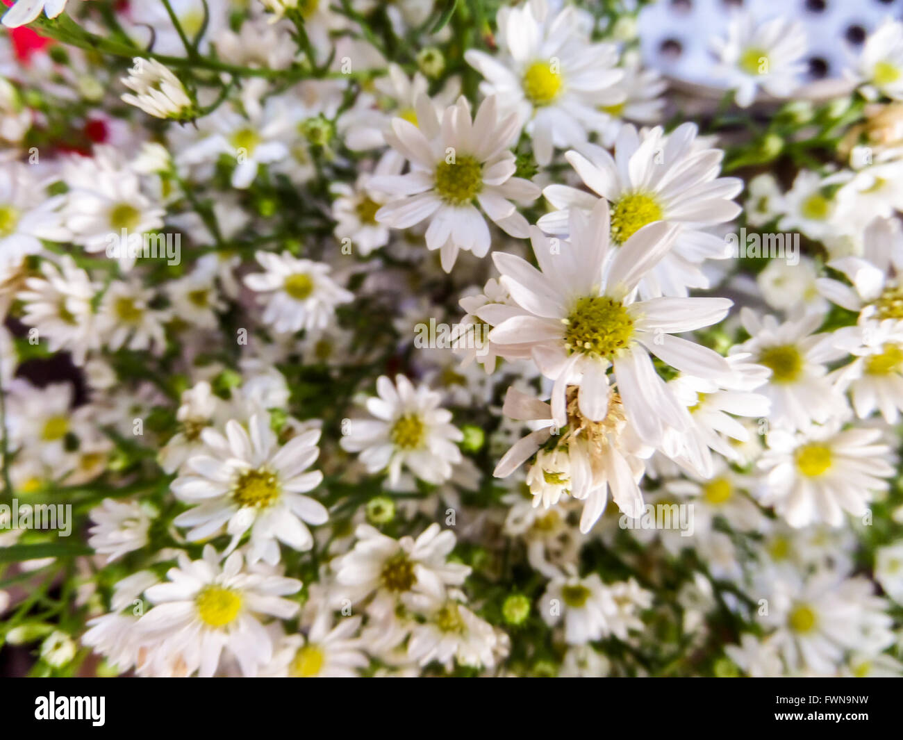 white daisy bloom in the garden Stock Photo - Alamy