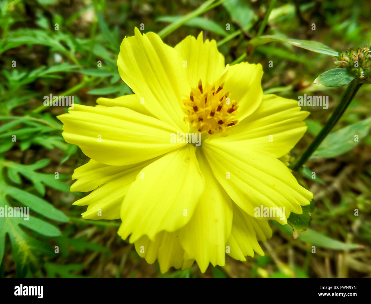 Cosmos sulphureus is also known as Sulfur Cosmos and Yellow Cosmos. It ...