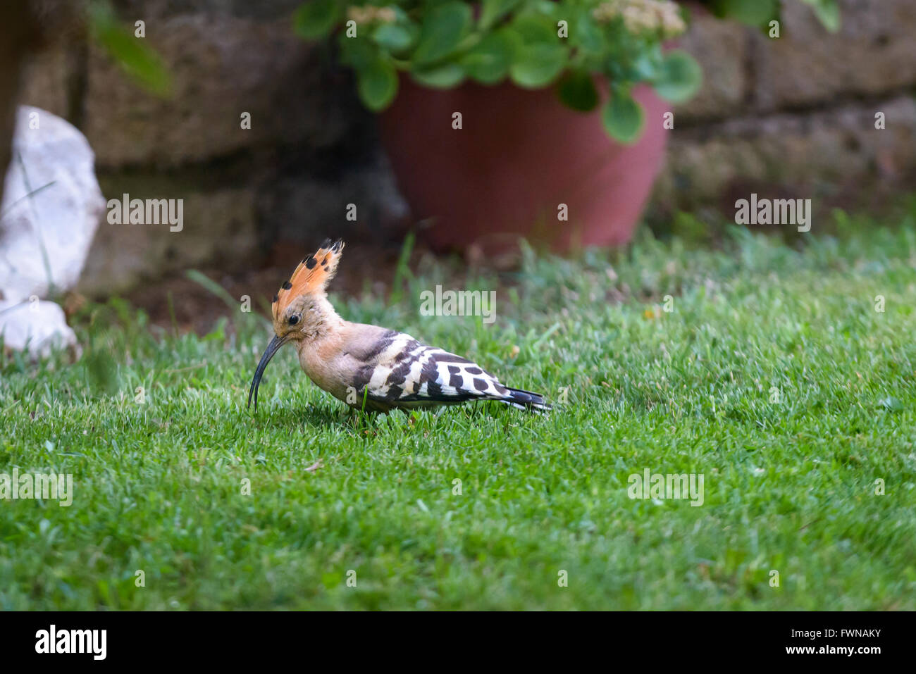 Nice Hoopoe serching food in the garden Stock Photo - Alamy