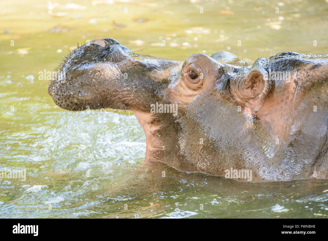 big hippopotamus in the water watching around Stock Photo - Alamy