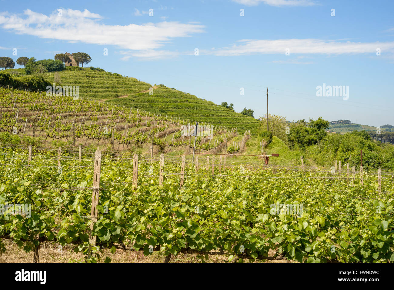 Italian Vineyard in spring in countryside of Rome Stock Photo - Alamy