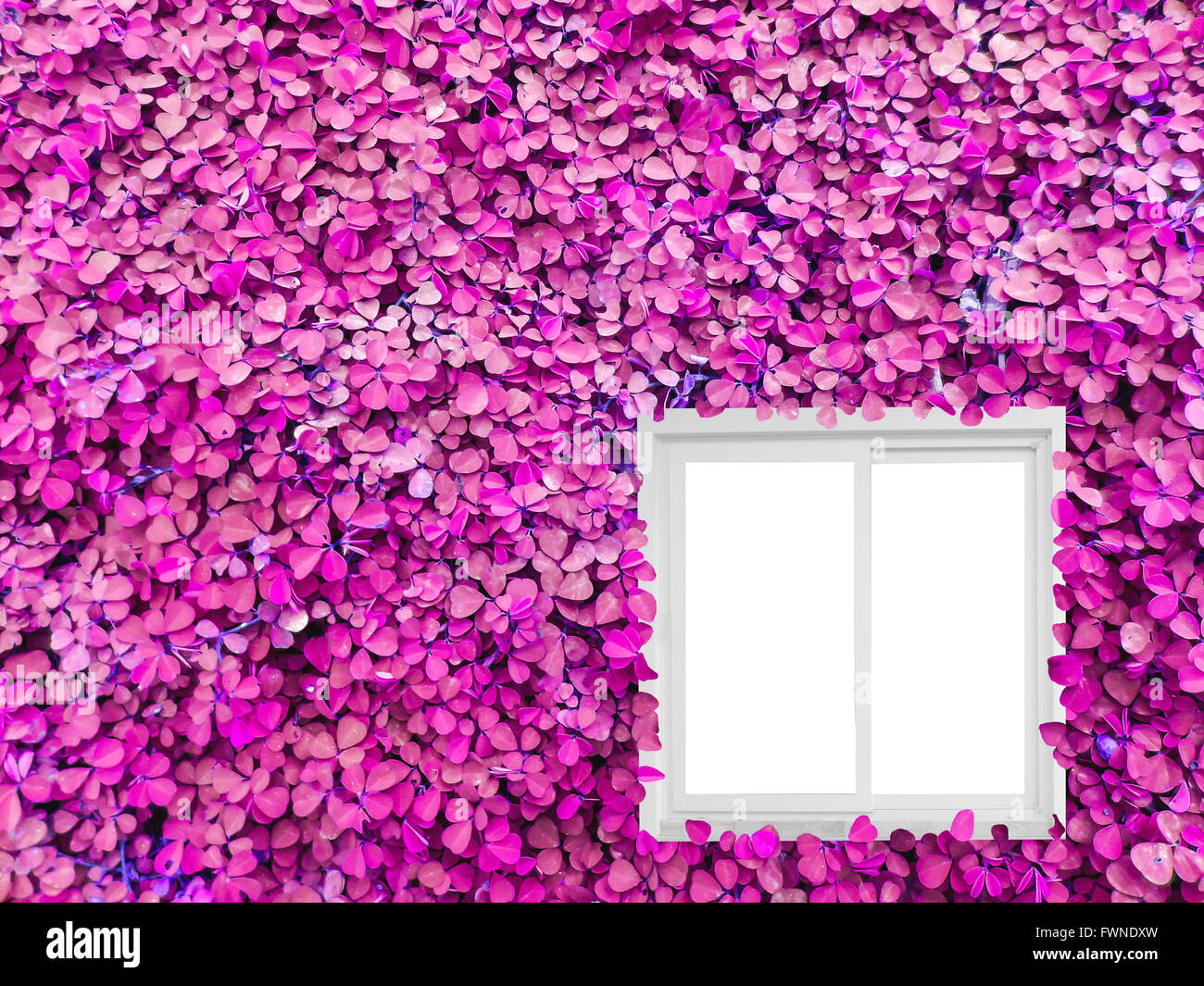 Clover background in the garden Stock Photo - Alamy