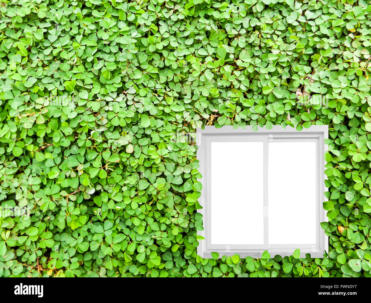Clover background in the garden Stock Photo - Alamy