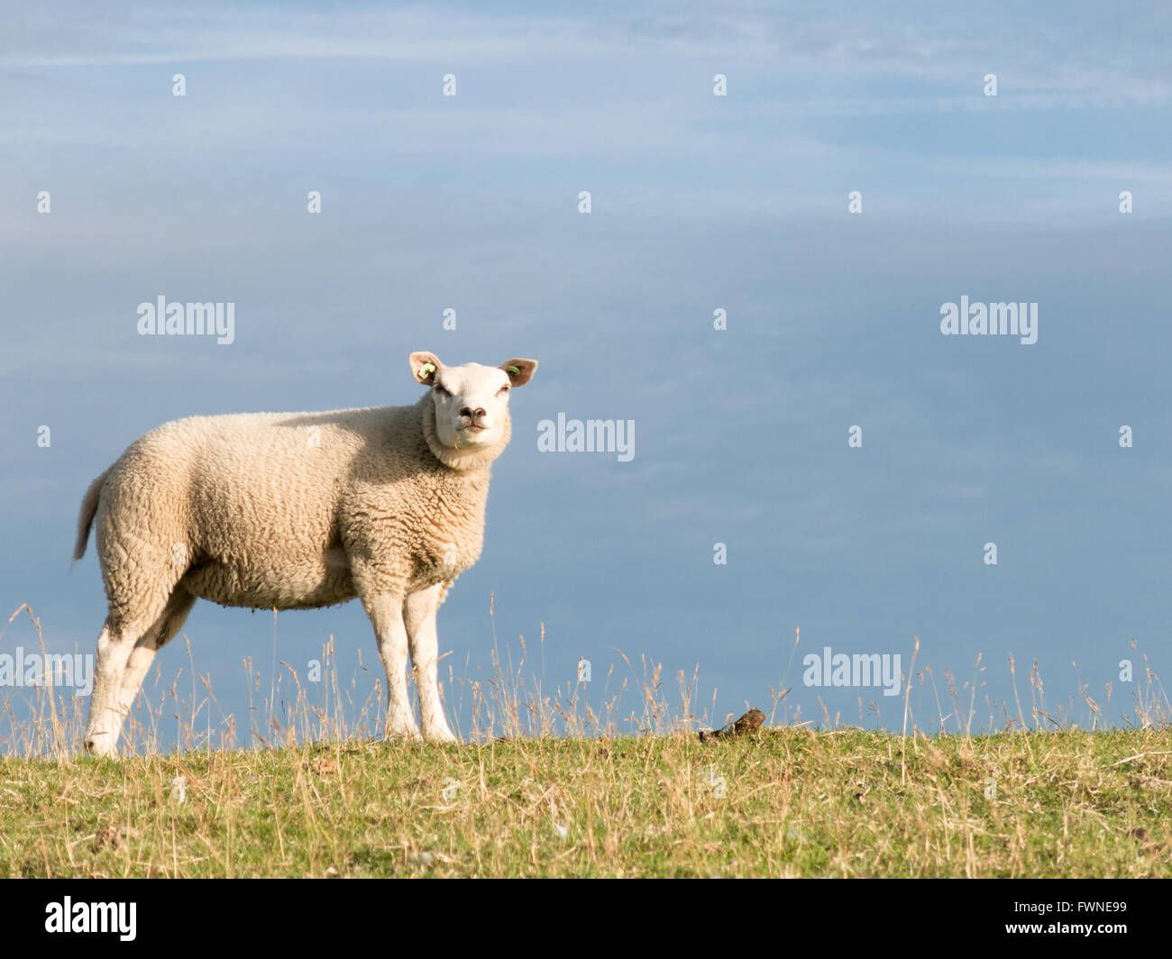 Adult single one 1 hi-res stock photography and images - Alamy