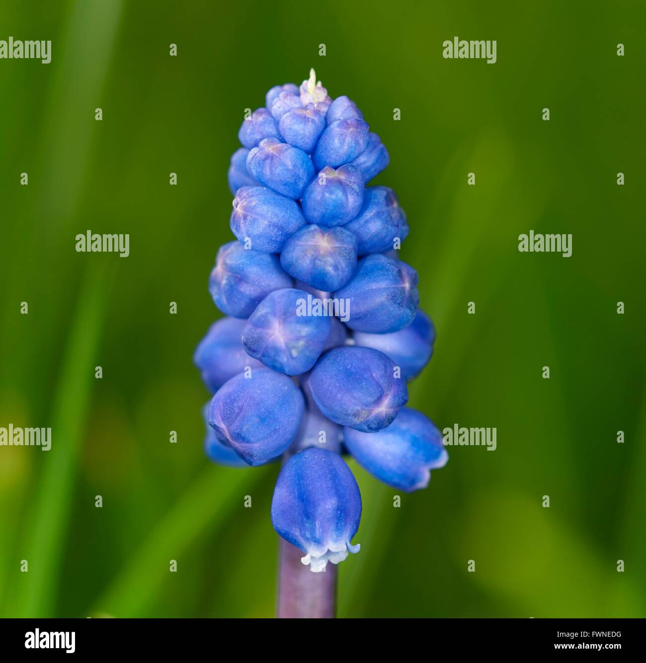 Blue Muscari Flower Known as Blue Grape Hyachinth Stock Photo - Alamy