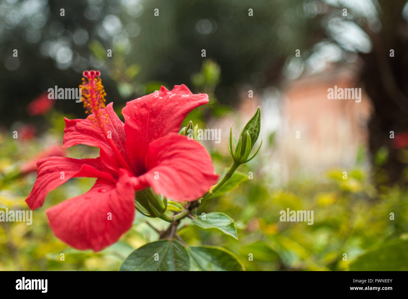 Big red flower hi-res stock photography and images - Alamy