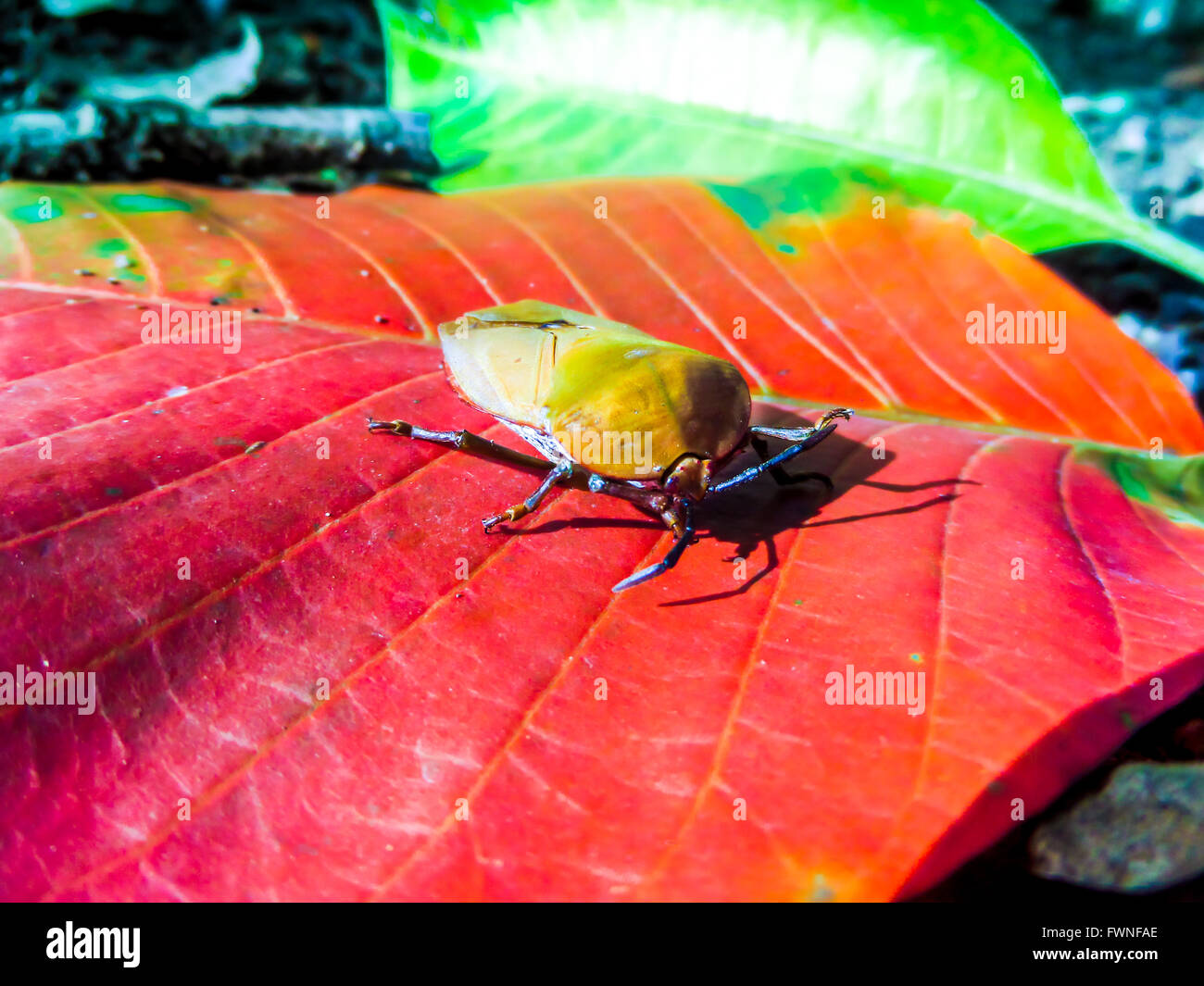 Orange stinkbug hi-res stock photography and images - Alamy