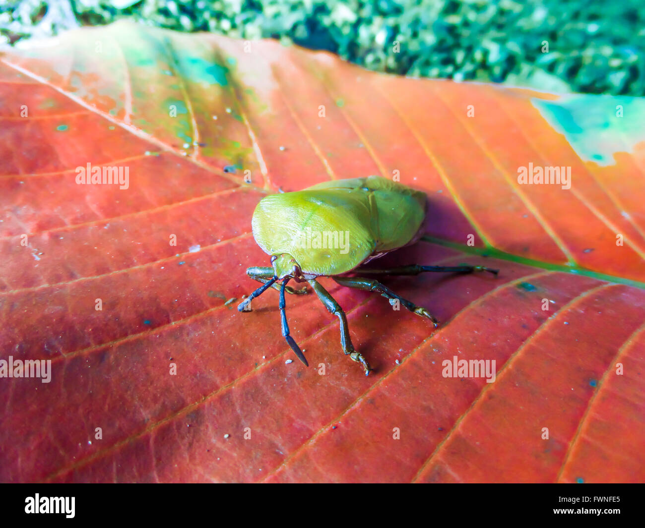 Bugshield hi-res stock photography and images - Alamy