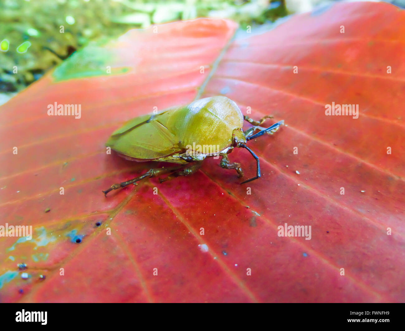 Longan stink bug(Tessaratoma papillosa). thai people call Muan Lum Yaai ...